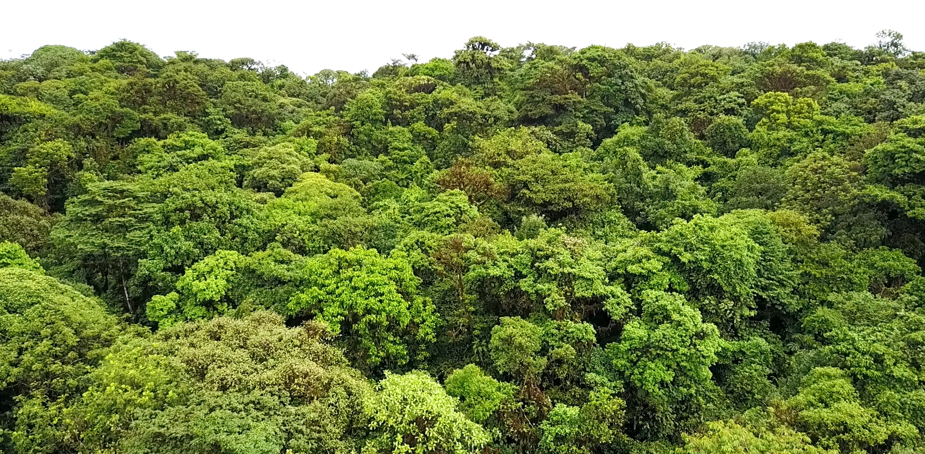 Parachutist’s views of the Nectandra Cloud Forest – Nectandra Cloud forest