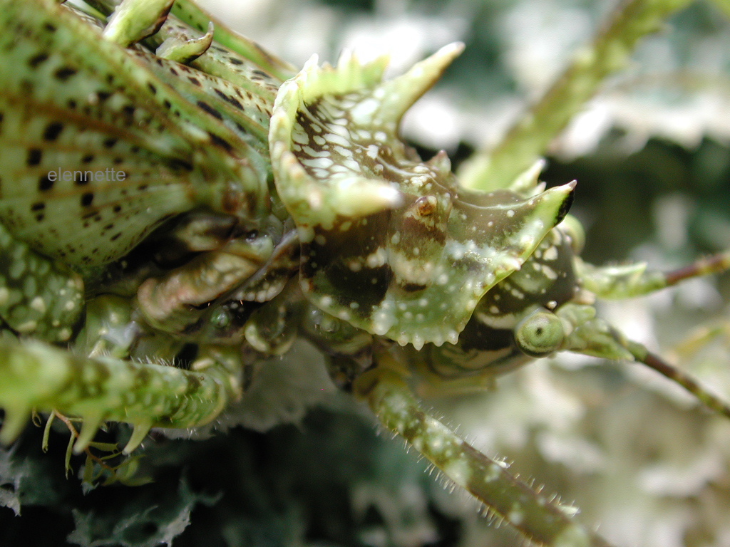 The Art of Concealment – Nectandra Cloud forest