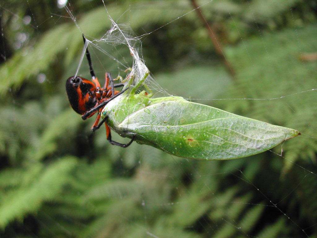 The Art of Concealment – Nectandra Cloud forest