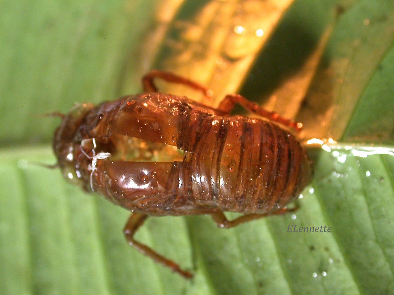 Out of Its Skin – Nectandra Cloud forest